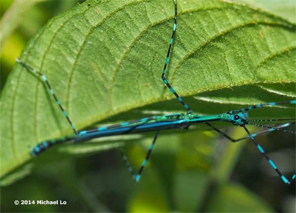The rainforests of Borneo & Southeast Asia: June 2014