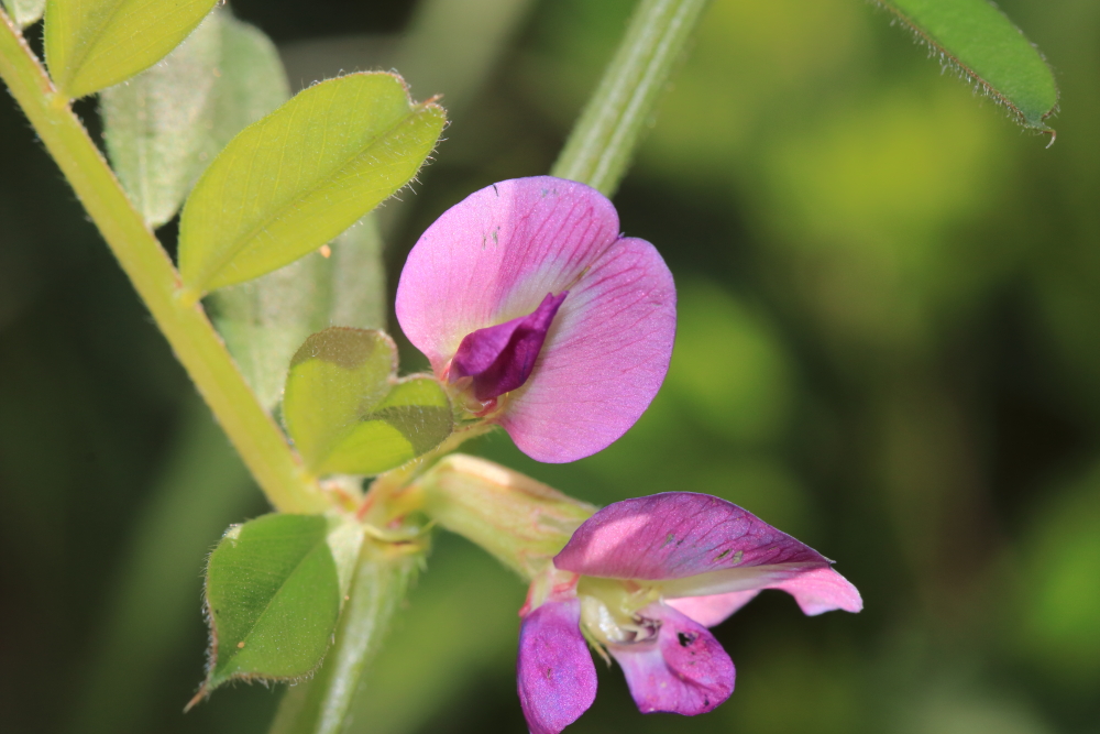1000 Leidse soorten: Planten