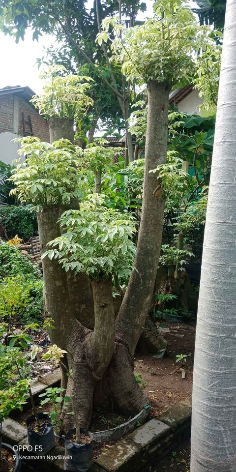 JUAL BONSAI RANDU VARIGATA | Jasa Pembuatan Taman