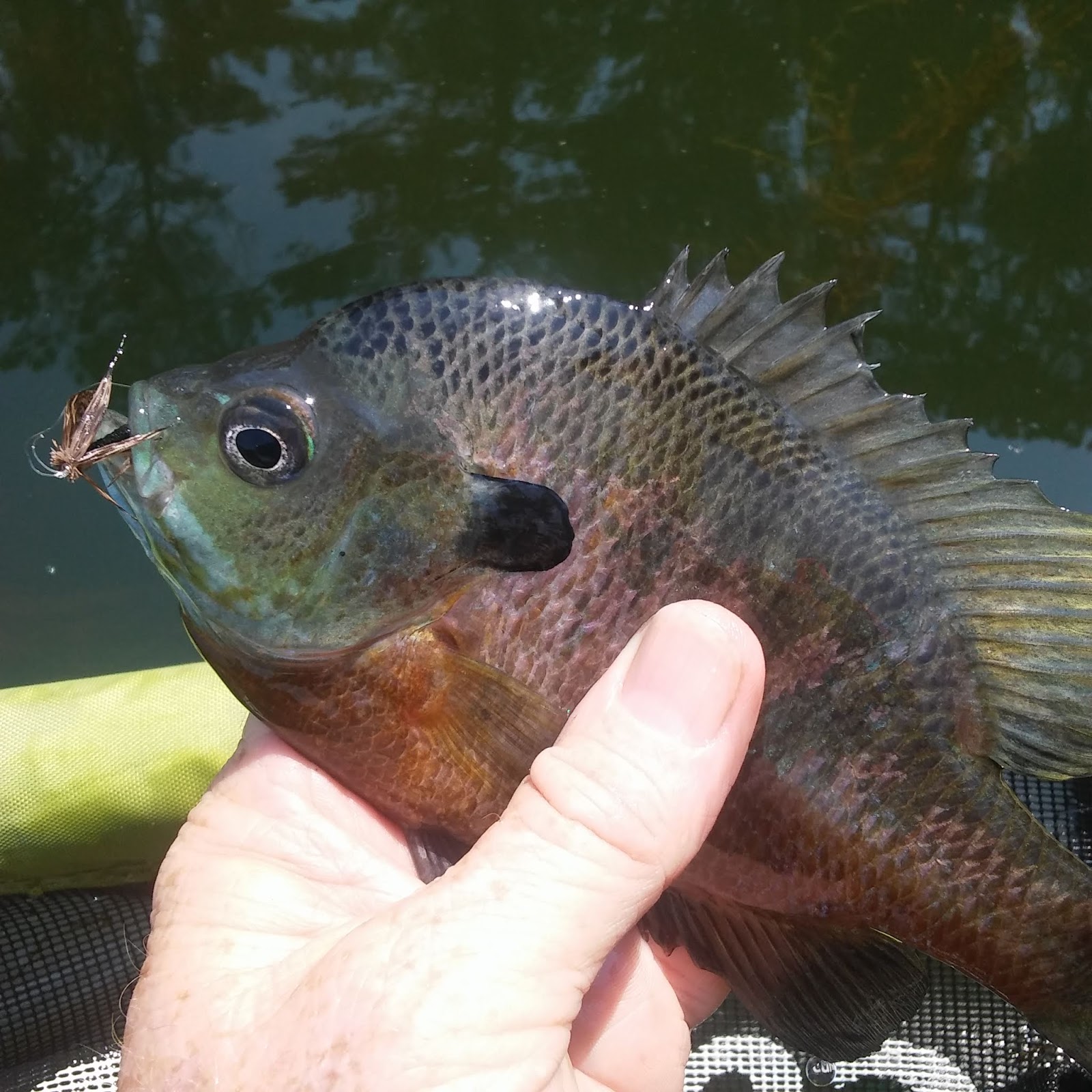 Palmetto Fly N' Fish: June 2018