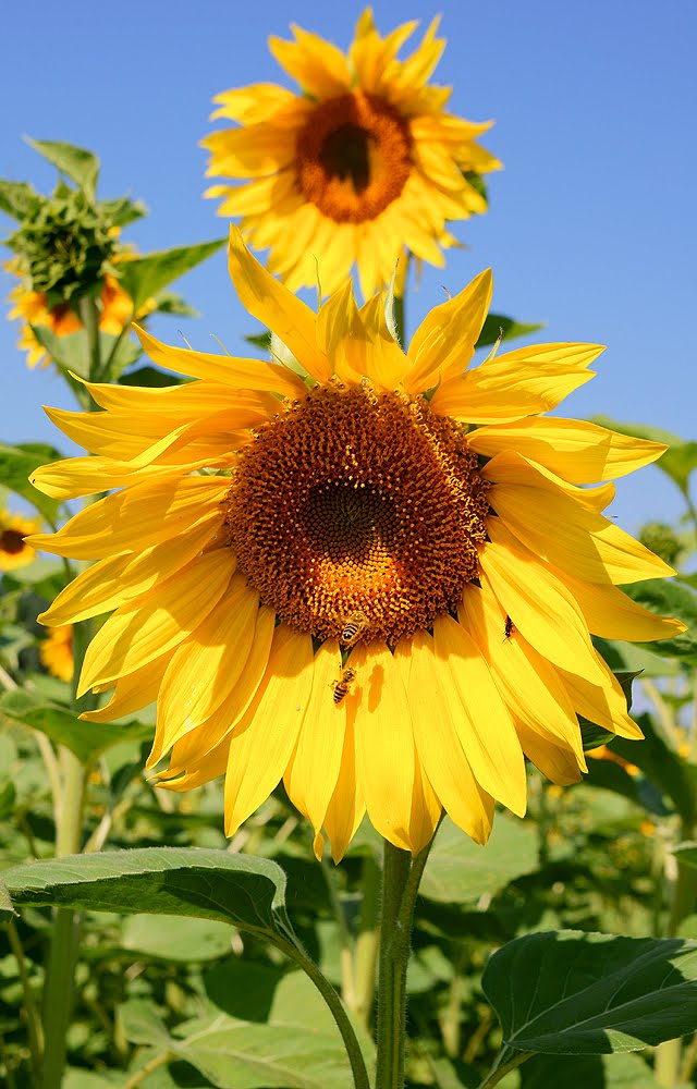 Dan Udrea: Floarea Soarelui