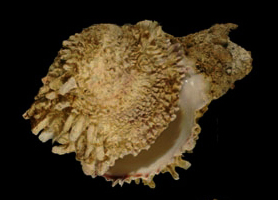 MALACOLOGÍA MEDITERRÁNEA: Bivalvos del Cabo de Palos I (Solemya, Nucula ...