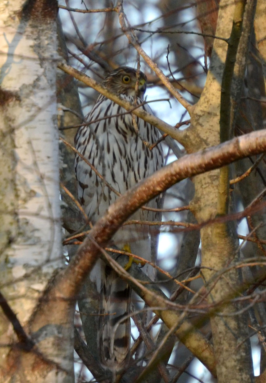 Woods Walks and Wildlife: A Few Beach Sights
