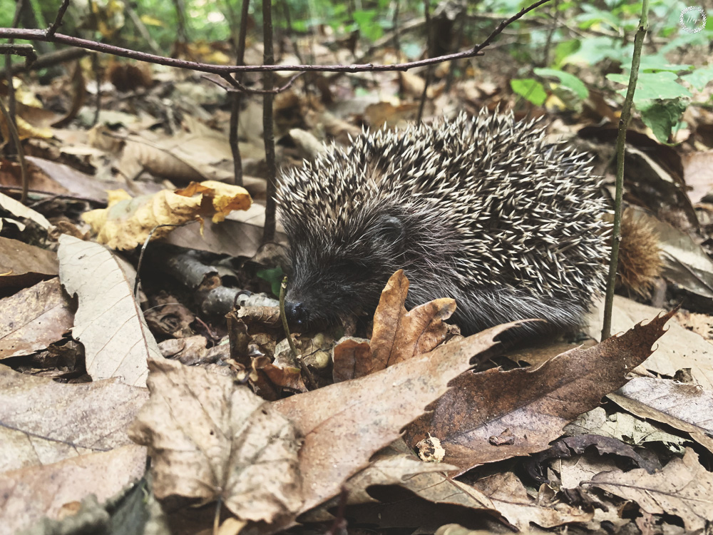 Sleepy hedgehog | Synergy