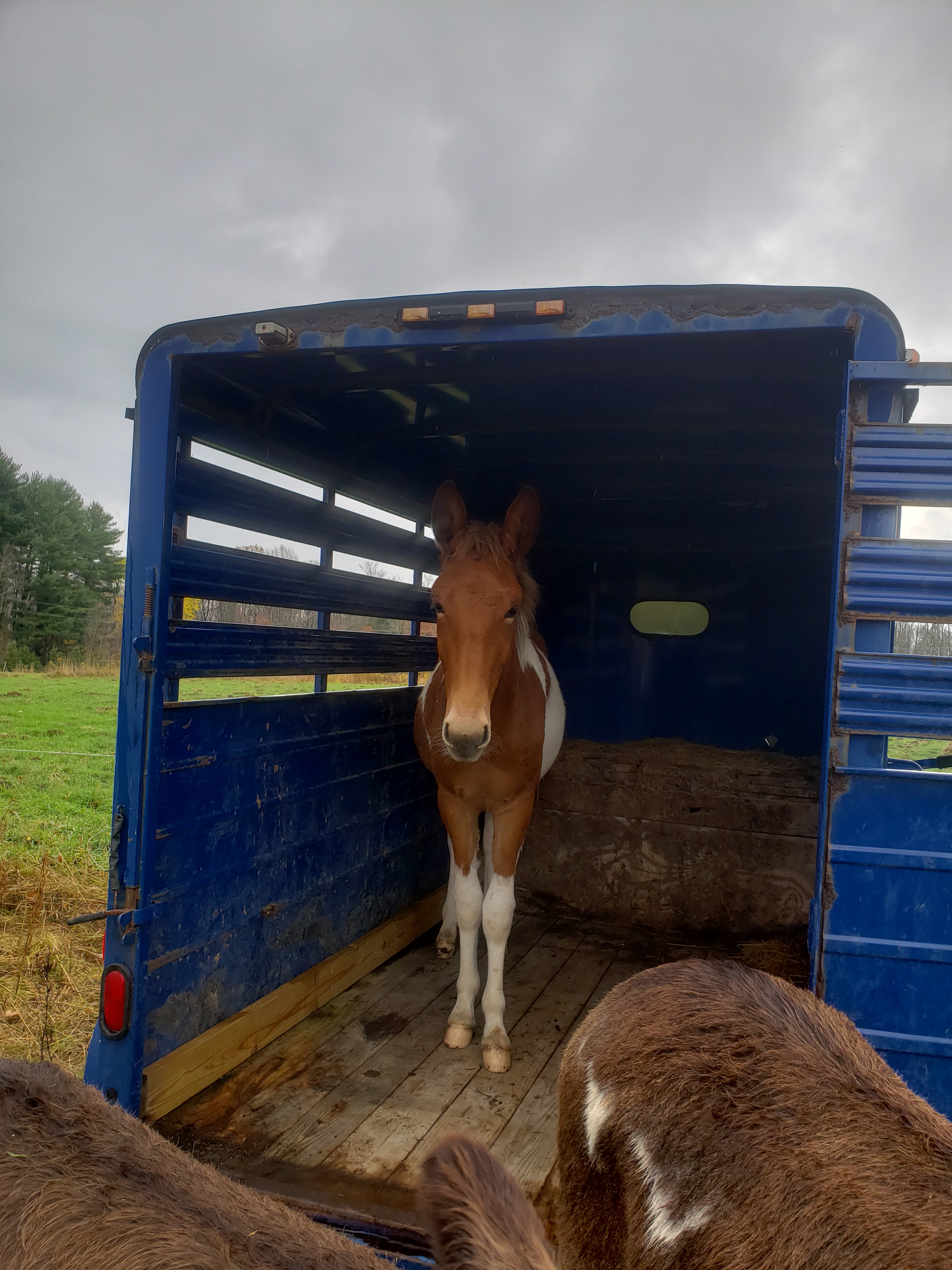 The Dancing Donkey: Happy Mule Appreciation Day
