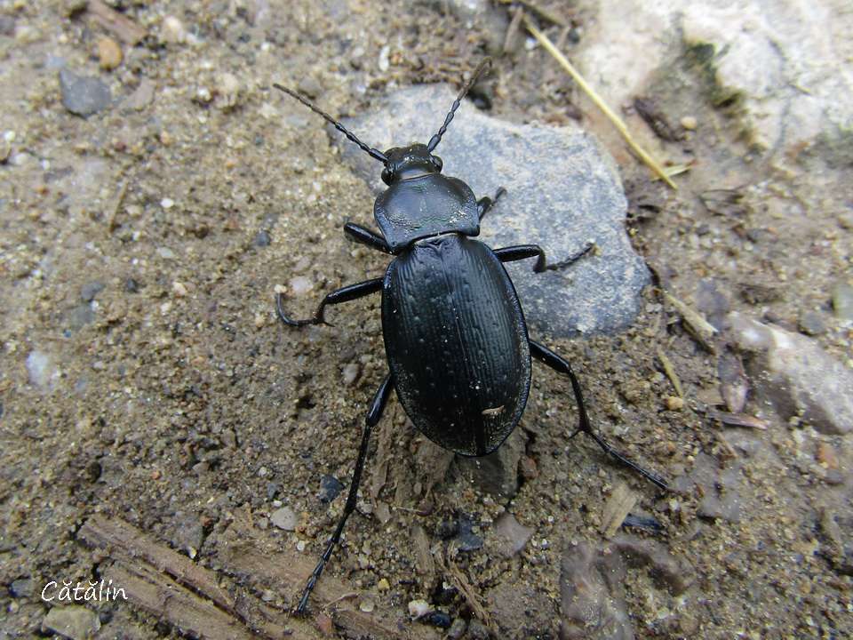 Beetles from Romania: Carabus (Eucarabus) obsoletus