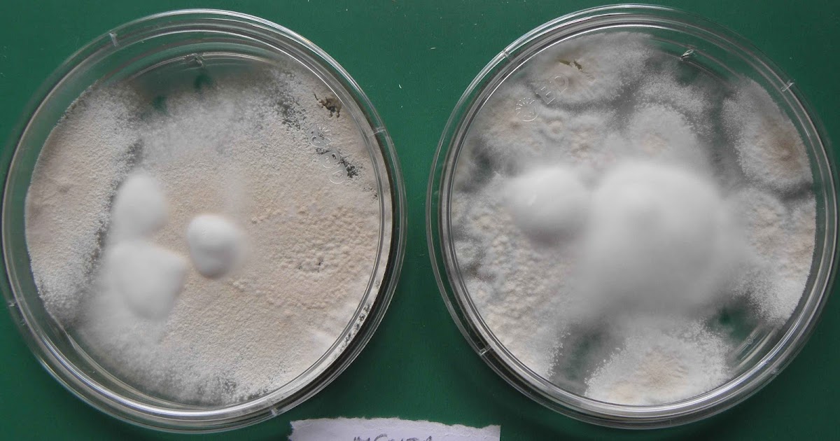 ATLAS MICOLOGIA: TRICHOPHYTON MENTAGROPHYTES