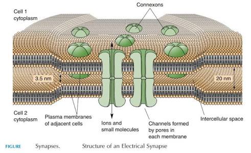 The biology world: Signal transmission by synapse