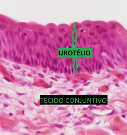 Atlas virtual de histologia e patologia