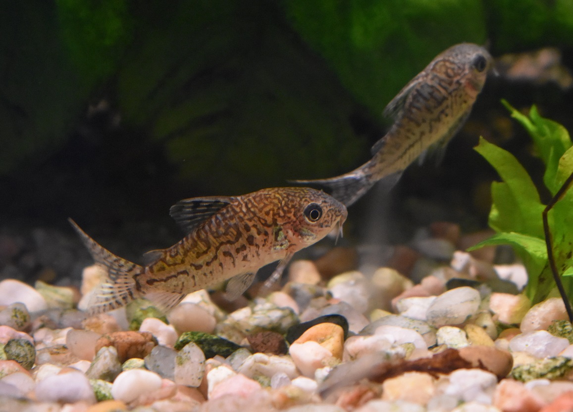 ZOOTOGRAFIANDO (5.836 ANIMALS): FALSA CORIDORA BARREADA / FALSE NETWORK ...