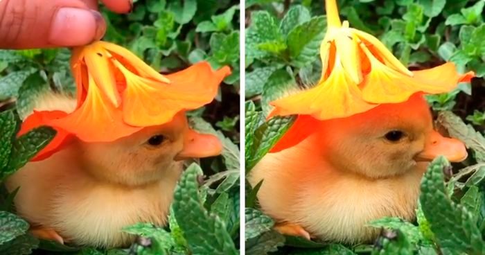 White Wolf : A soul-healing video of a baby duck falling asleep with a ...