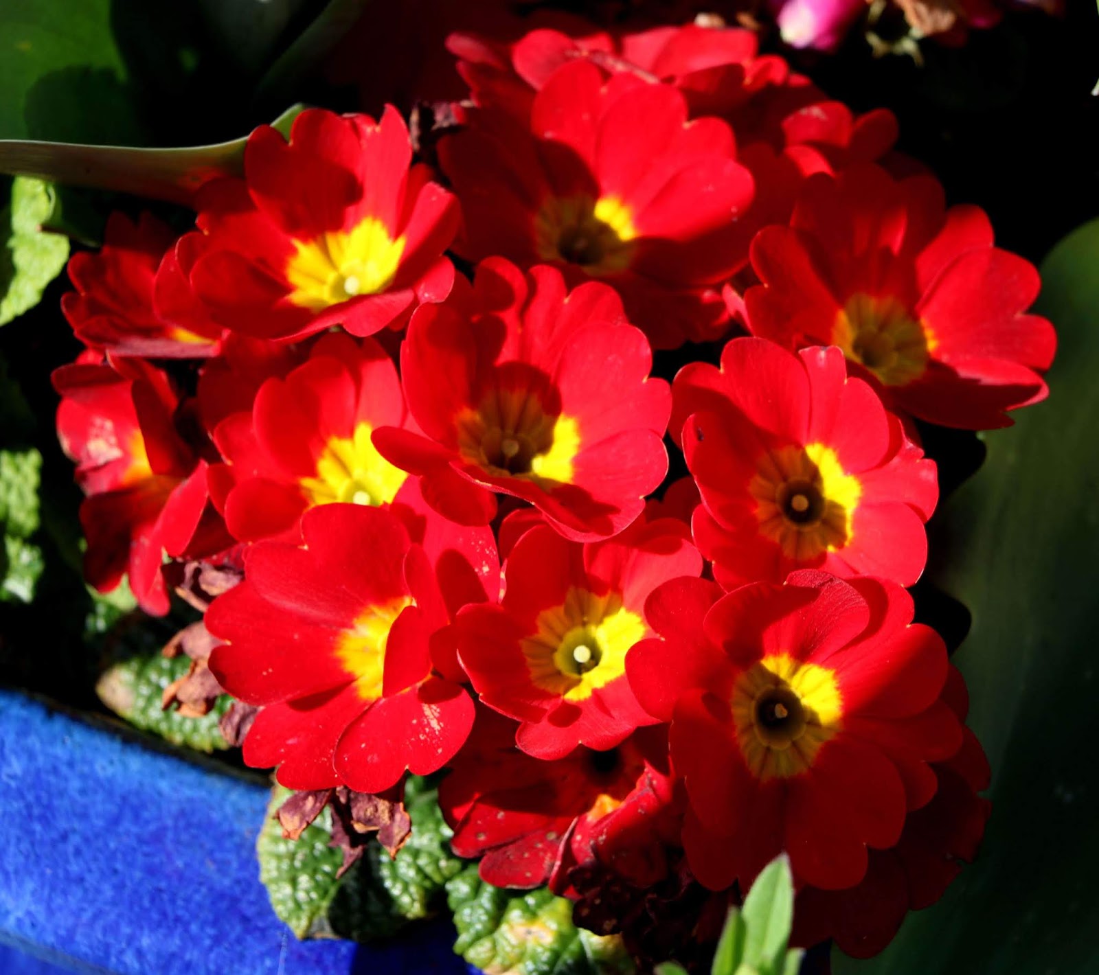 Scottish Artist and his Garden