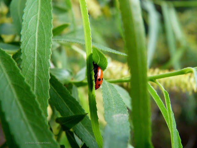 Photography-Fotografía: Insectos - Insects
