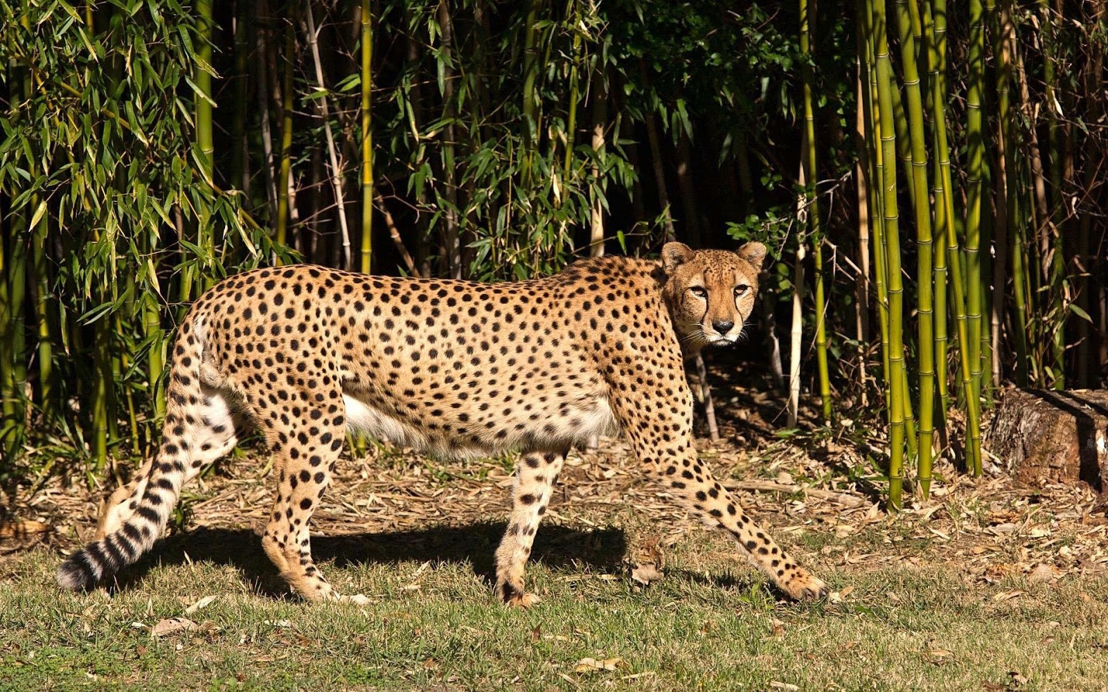 CHEETAH MOVEMENT: May 2016