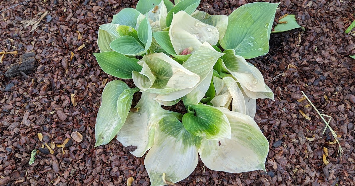 Frost Damage - Front Yard Hostas