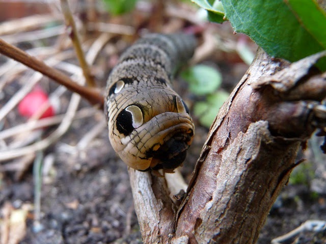 Abbey Meadows: Strange caterpillars in the garden