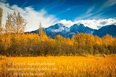 Sunny in Wilderness: Fall Colors in Chugach Mountains, Alaska