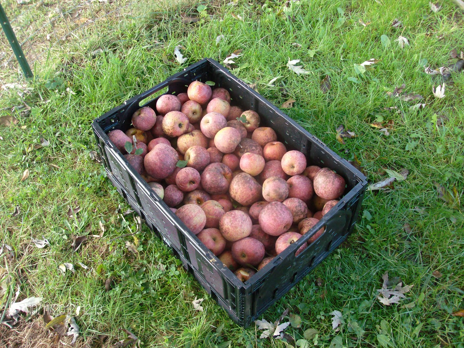 Outback Farm: Apple pickin' time