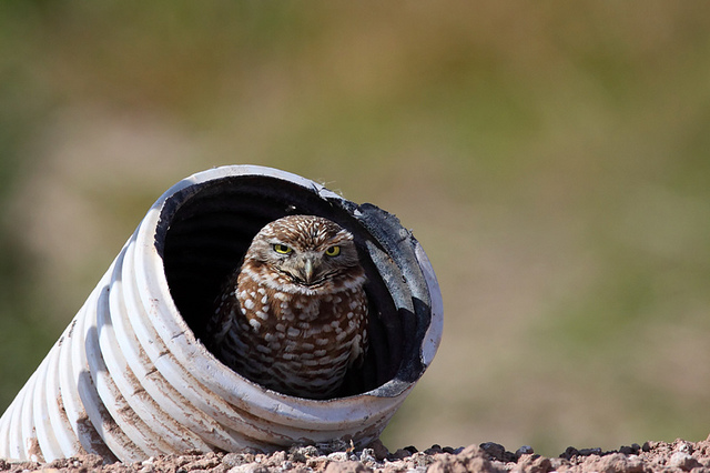 The Burrowing Owl – The Smallest Species of Owl | The Ark In Space