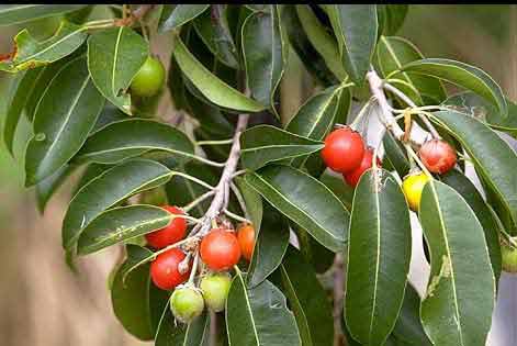 Pancha Pallava Trees In Hindu Puja – Five Tree Leaves In Hinduism ...