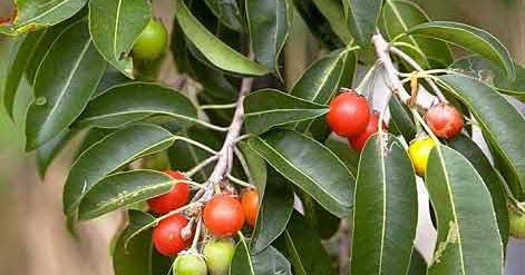 Pancha Pallava Trees In Hindu Puja – Five Tree Leaves In Hinduism ...