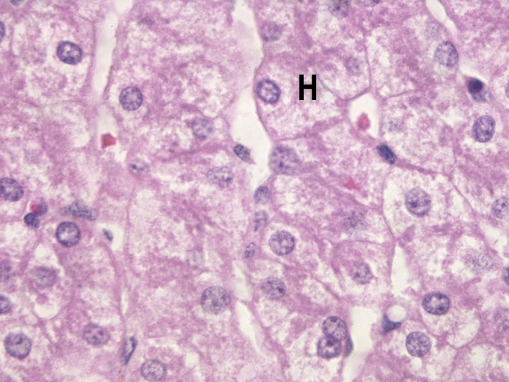 Manual interactivo de morfología celular: Morfología de células ...