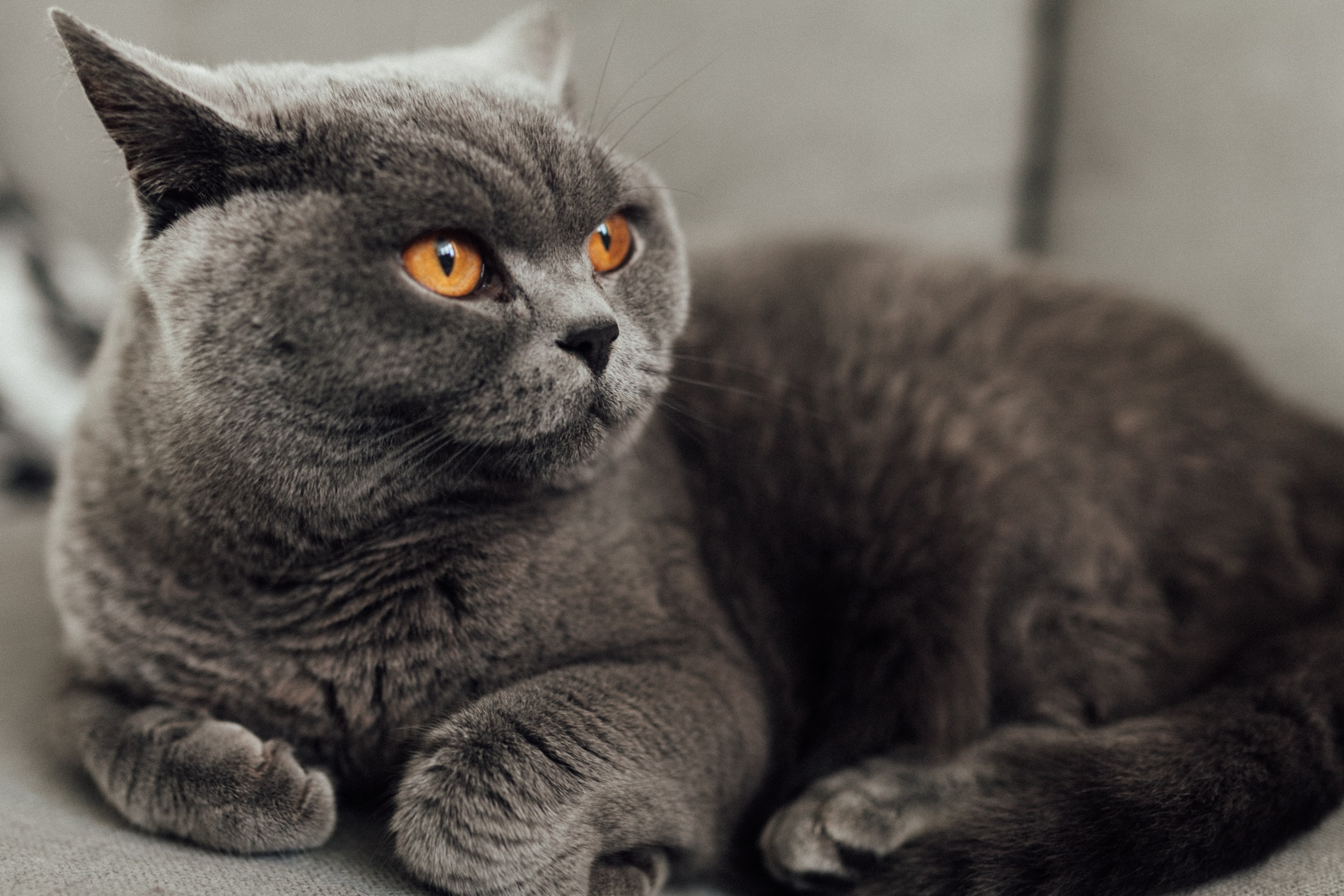 Kucing British Shorthair (Great Britain) | meotuna