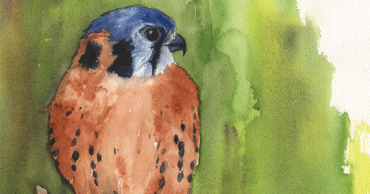 Birding Is Fun!: The Beauty of an American Kestrel