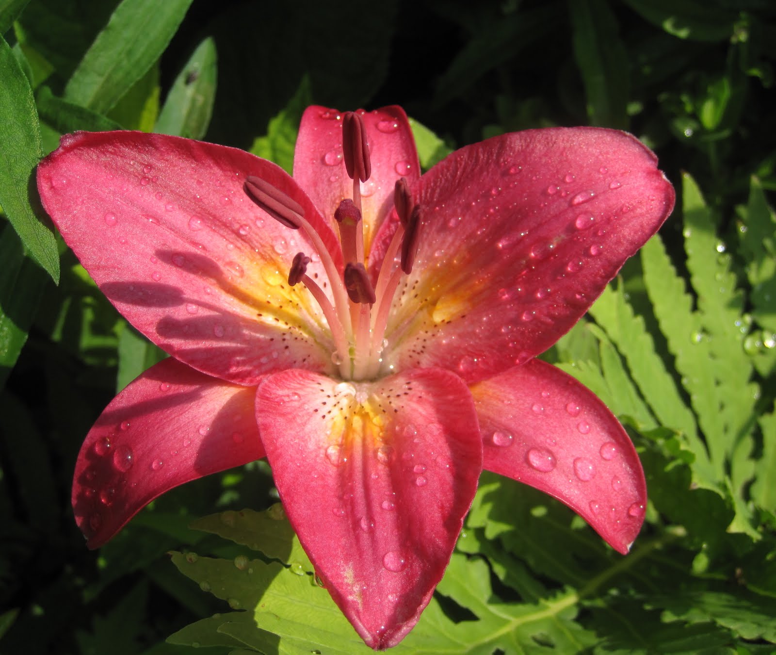 Franklin County (PA) Gardeners: Liliums--The True Lilies