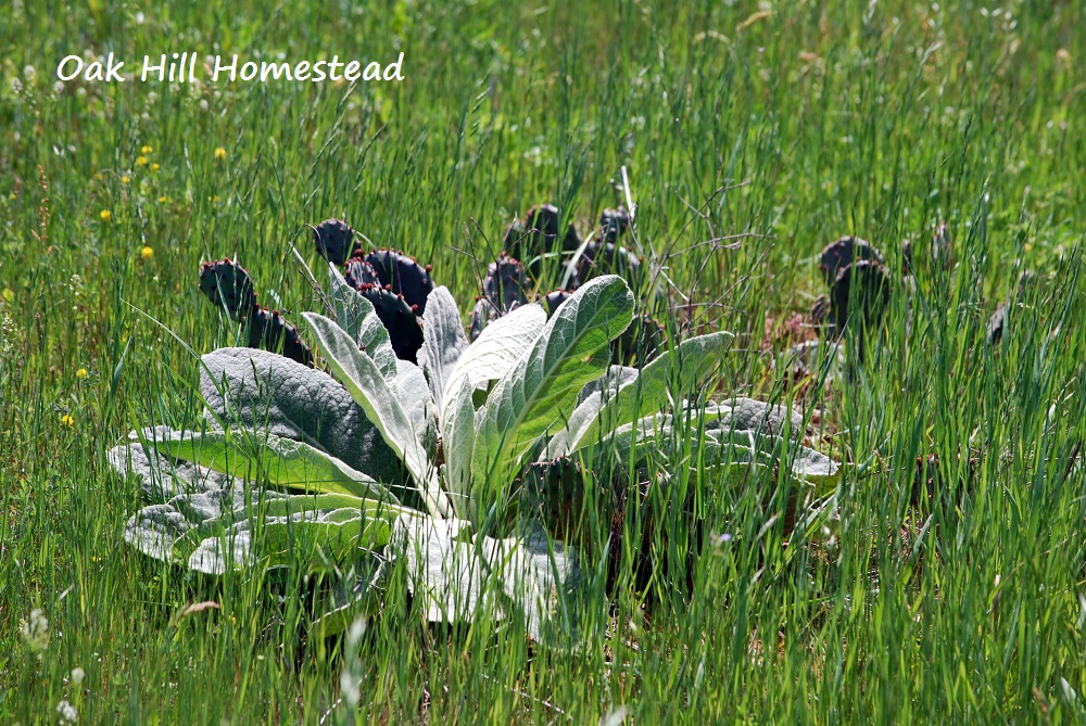 Woolly Mullein, How to Identify and Use It - Oak Hill Homestead