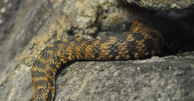 ZOOTOGRAFIANDO (6.096 ANIMALS): CULEBRA VIPERINA / VIPERINE WATER SNAKE ...