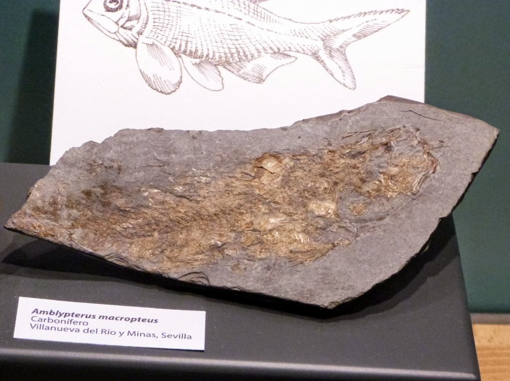 Geología visu: Fósiles