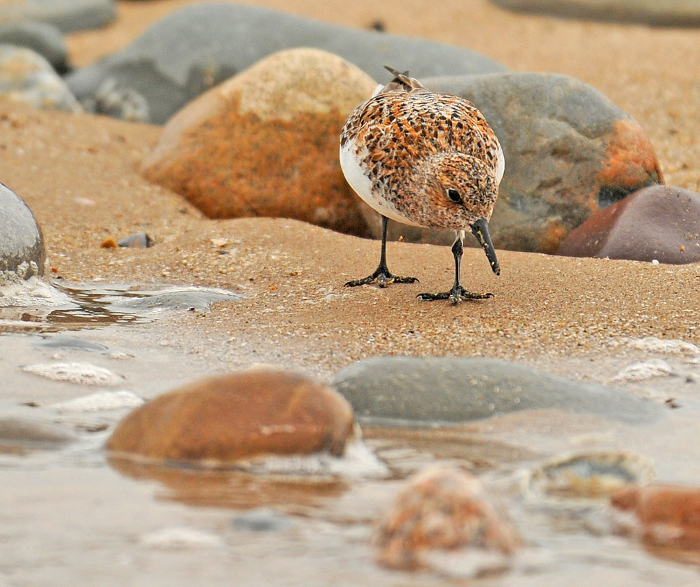 Brian Rafferty...Wildlife Photographer: Summer Sanderling