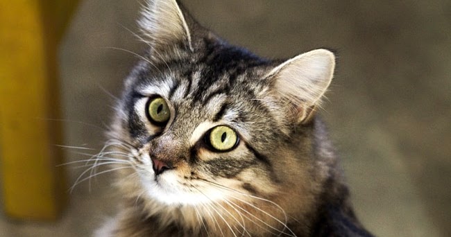 Production écrite sur le chat