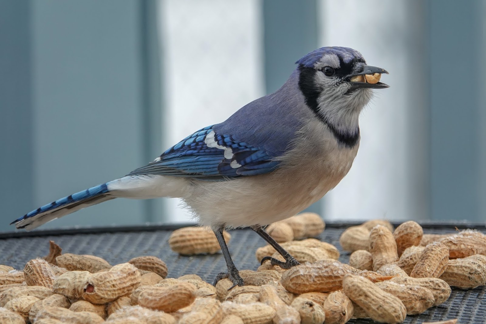 Gale's Photo and Birding Blog: Blue Jays Love Peanuts!