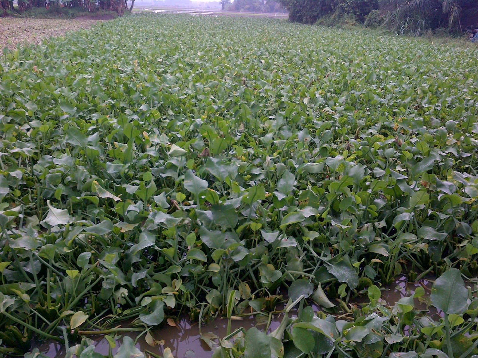 Usaha Pertanianku: Budidaya Genjer