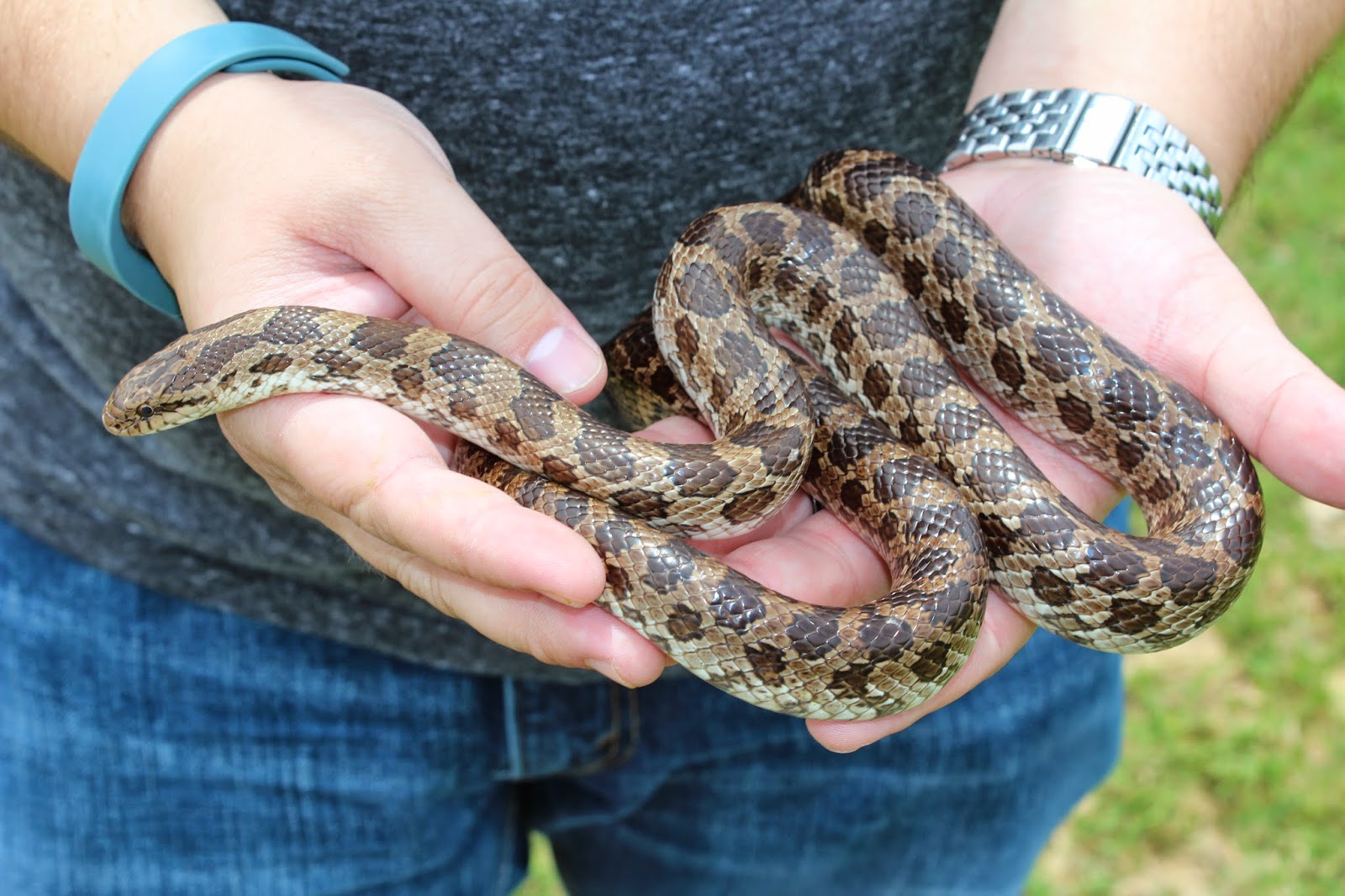JaredDavidsonPhotography: Prairie Kingsnake photographs