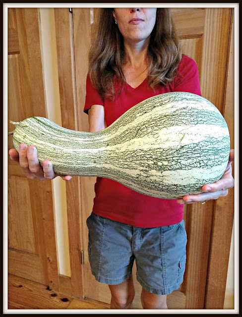Two Bears Farm and the Three Cubs: Growing Cushaw Squash