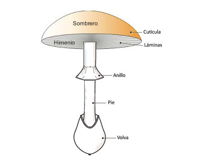 Medicina y Melodía: Tiempo de setas
