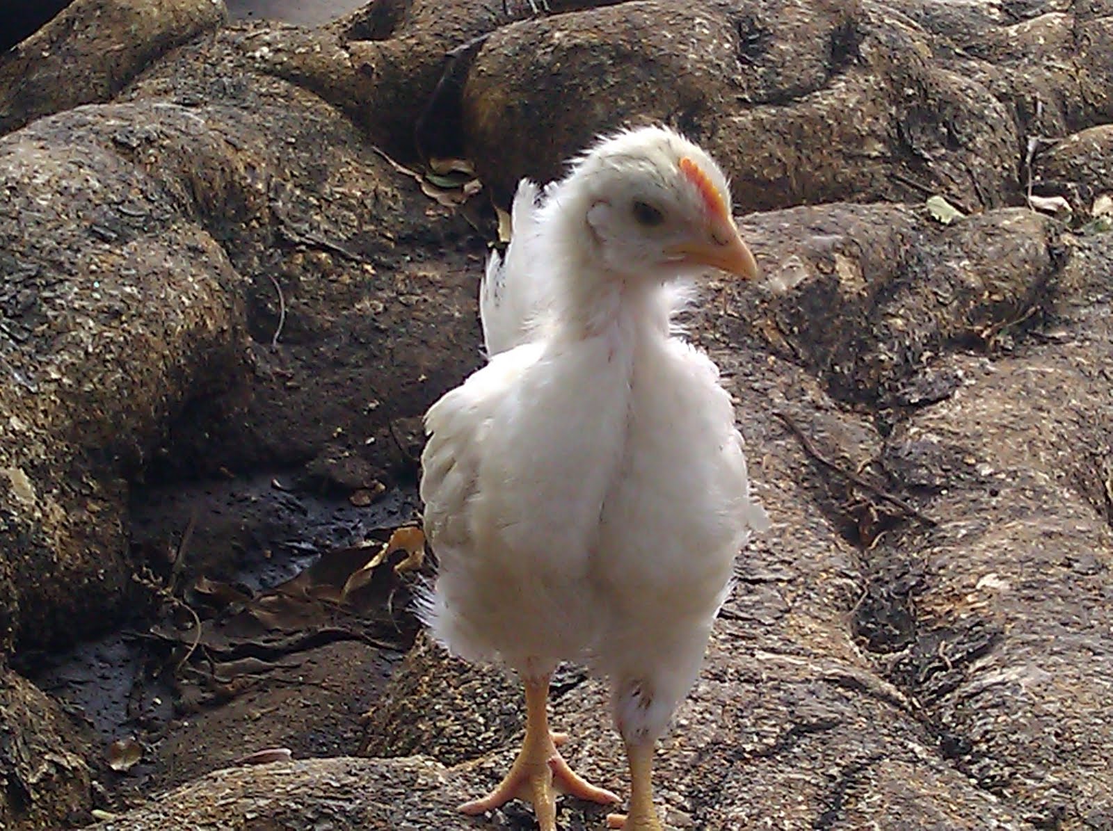 wander2wonder: A "cockeral" is a baby rooster... I think
