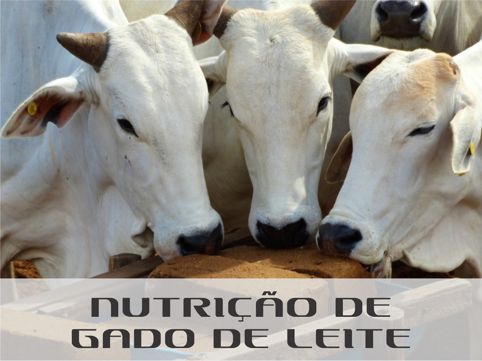 Nutrição Animal, material de apoio | Medicina Veterinária - INTA