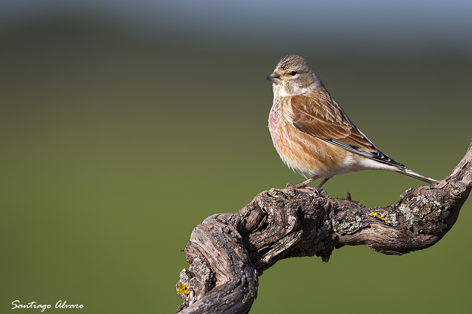 PARDILLO COMÚN | Mirada