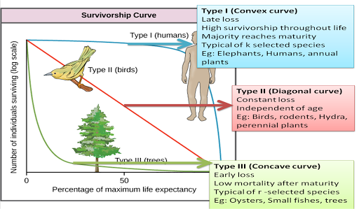 What are the 3 types of Survivorship curves in Ecology?