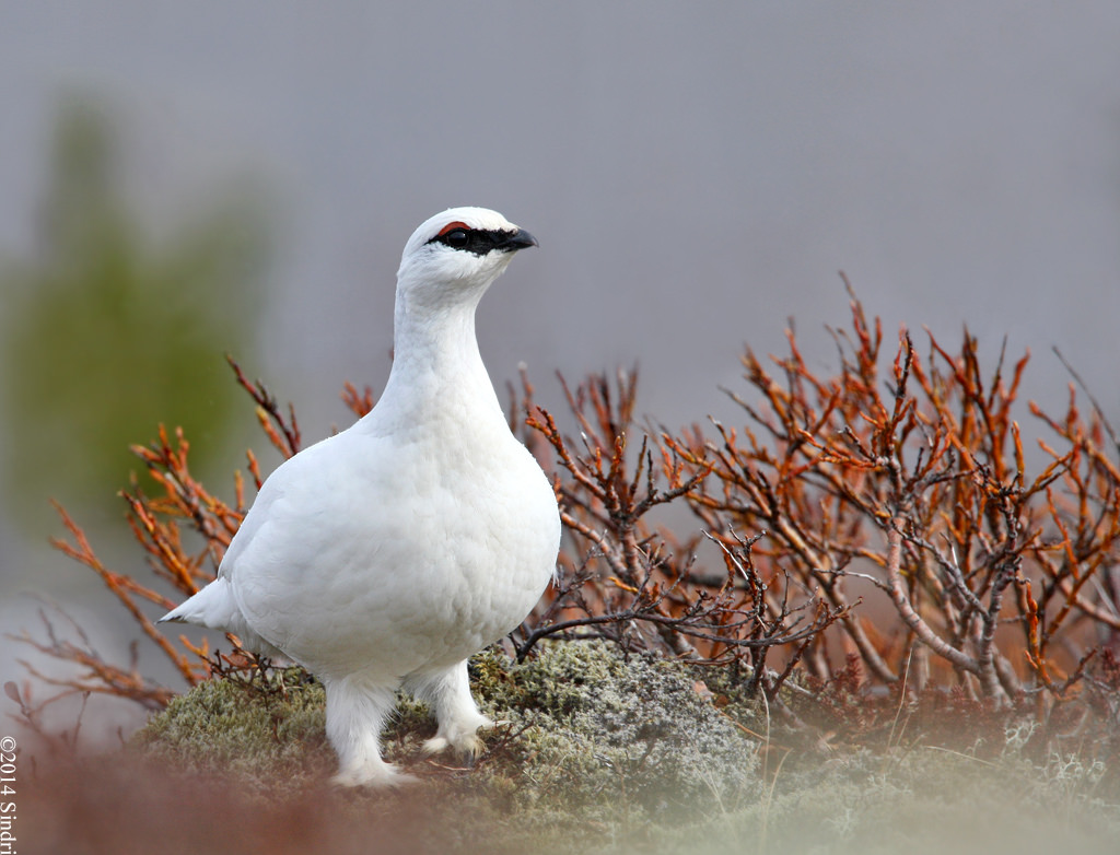 Ull Lugu: March 2017