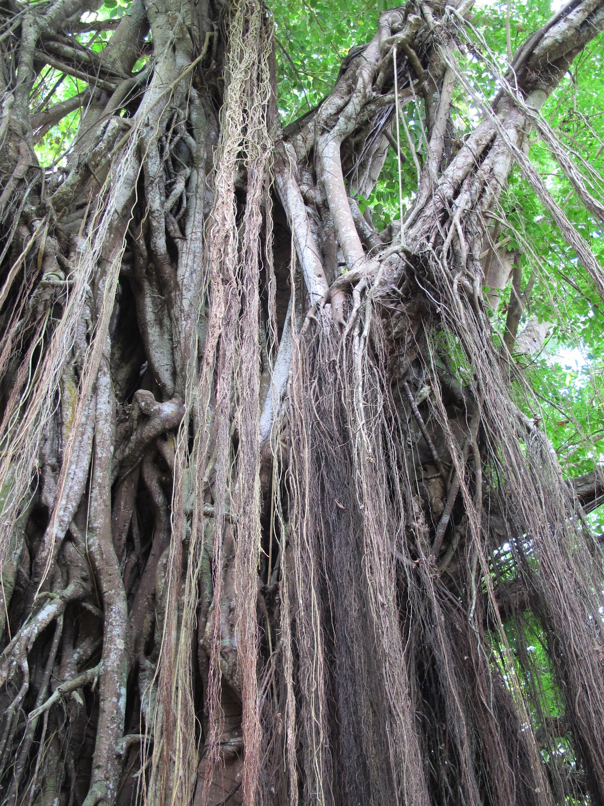 stressed in the city: Old Enchanted Balete Tree