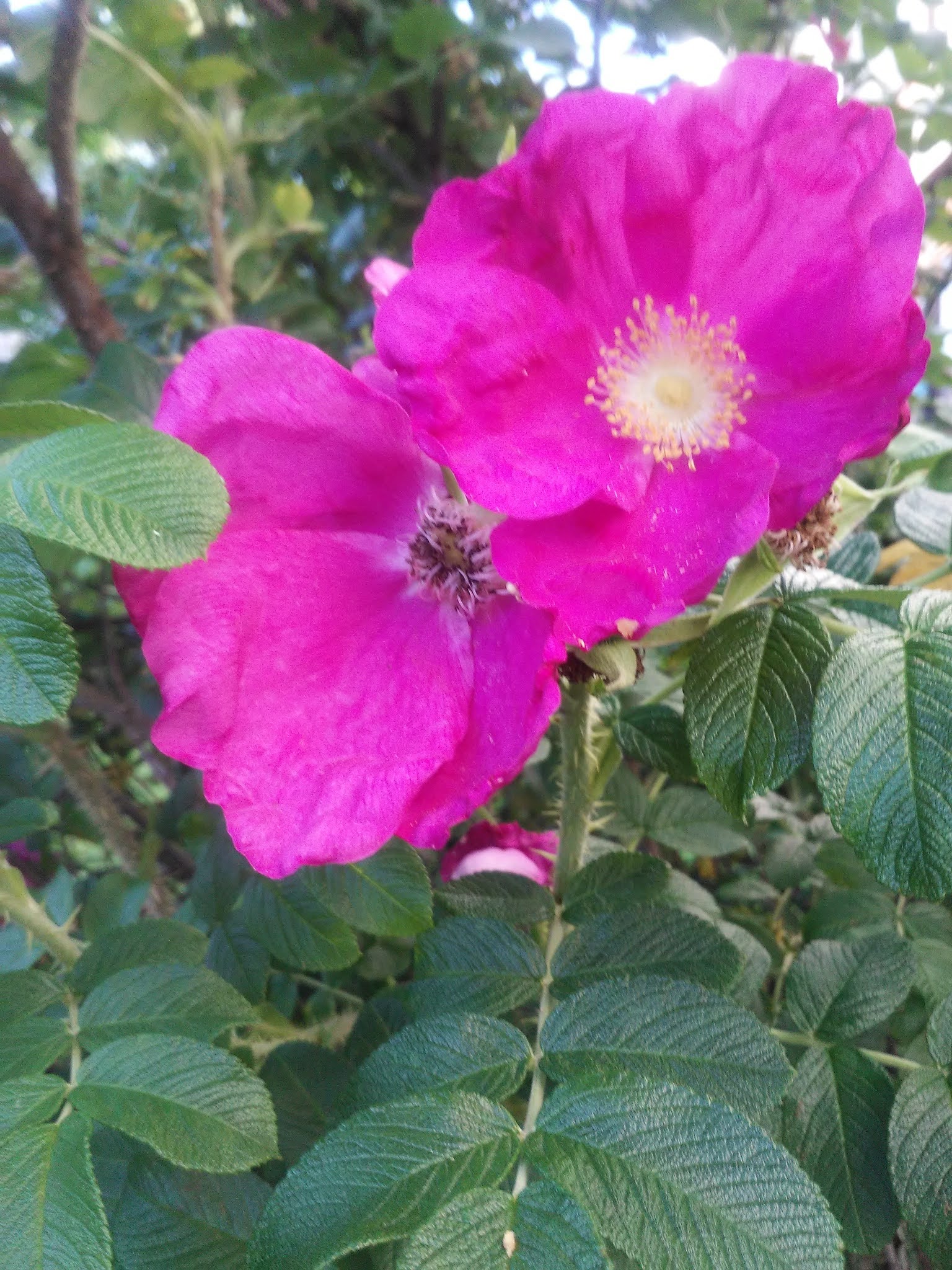 Eilės: Paskutinių gėlių vainike