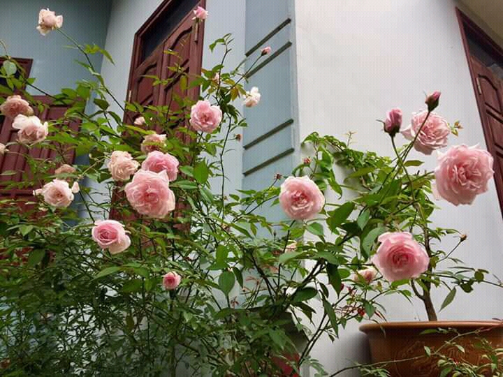 vẻ đẹp e ấp hoa hồng đào như thiếu nữ