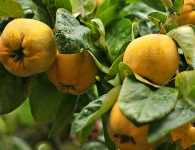 Le Douaire. Île de Vivre.: Tout savoir sur le cognassier (cydonia ...