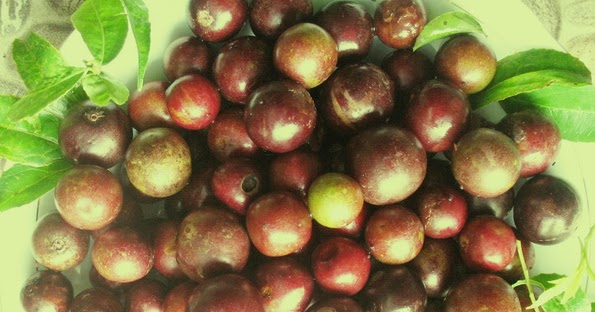 SEKILAS TENTANG TANAMAN BUAH LOBE-LOBE