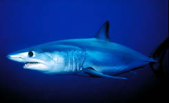 Mundo do Mergulho: CONHEÇA UM POUCO SOBRE OS TUBARÕES